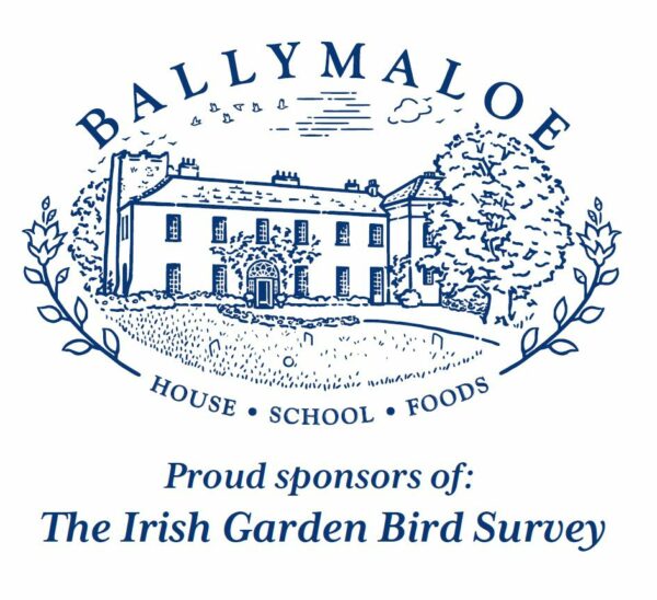 Large influx of Scandinavian finches to Irish gardens last winter. The ...