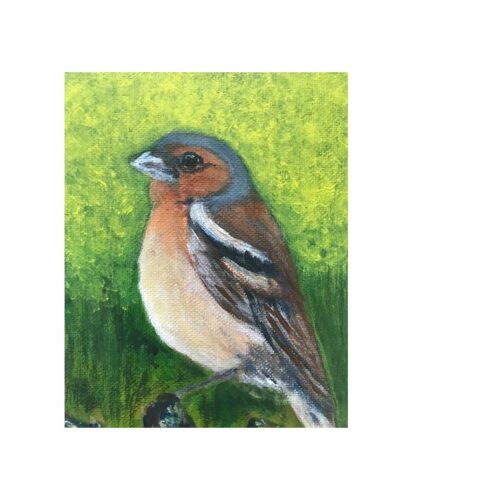 Chaffinch - Avril Stanley - BirdWatch Ireland