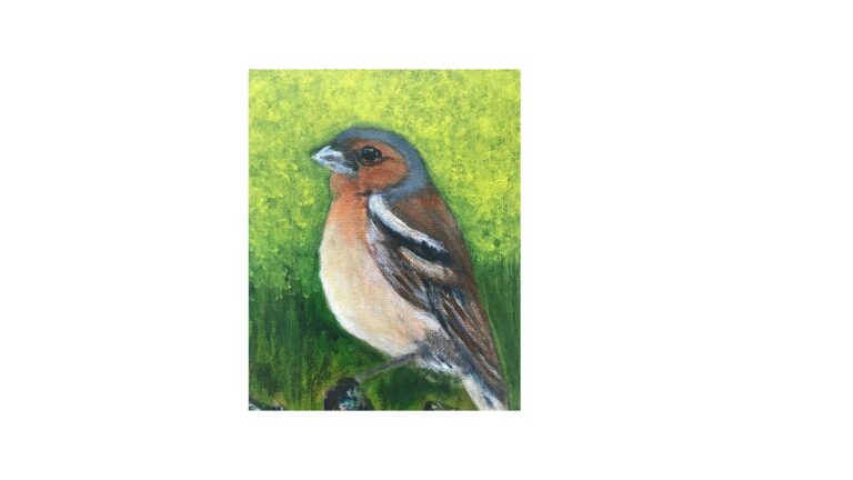 Chaffinch - Avril Stanley - BirdWatch Ireland