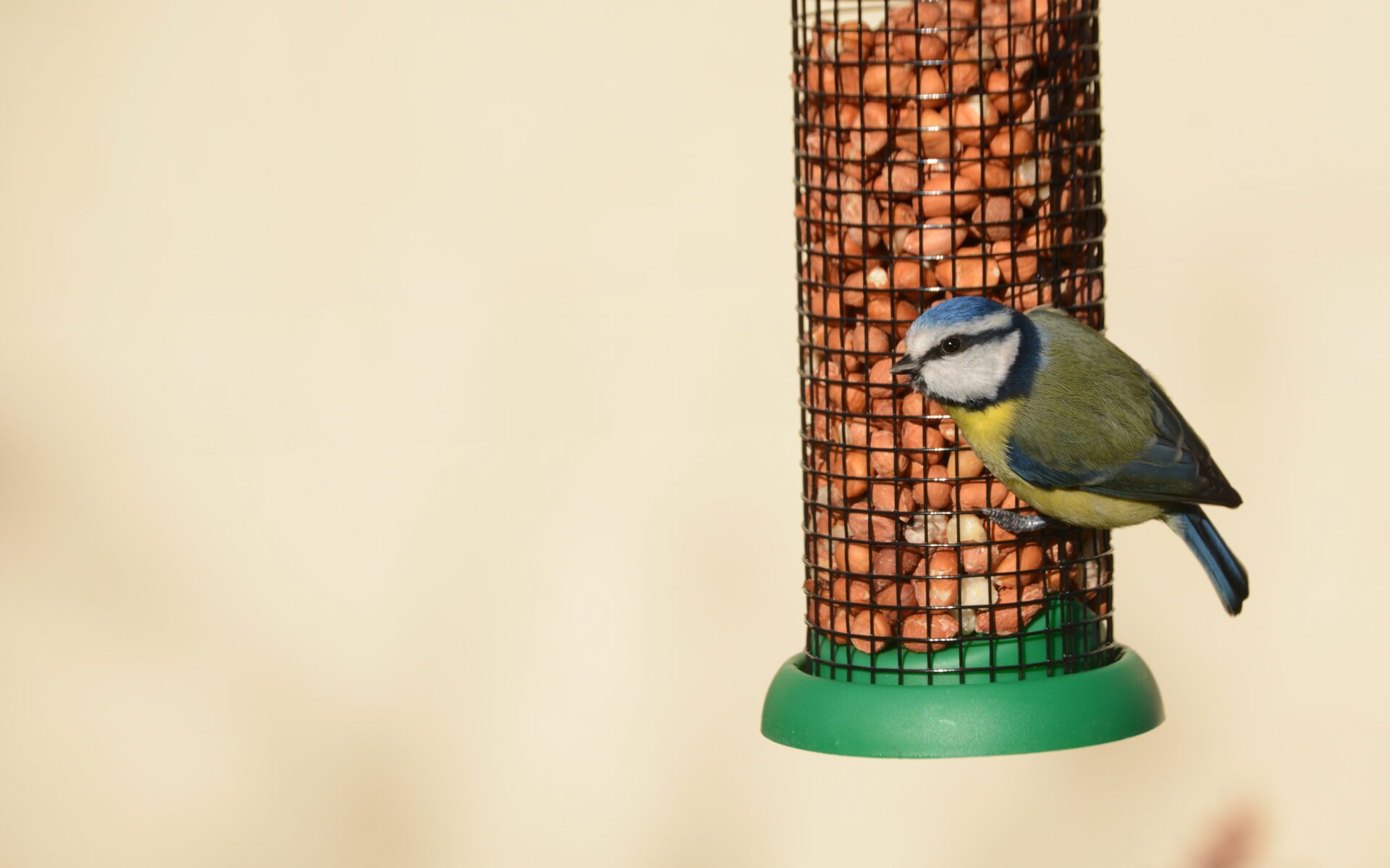 Where have all the Garden Birds gone? - BirdWatch Ireland