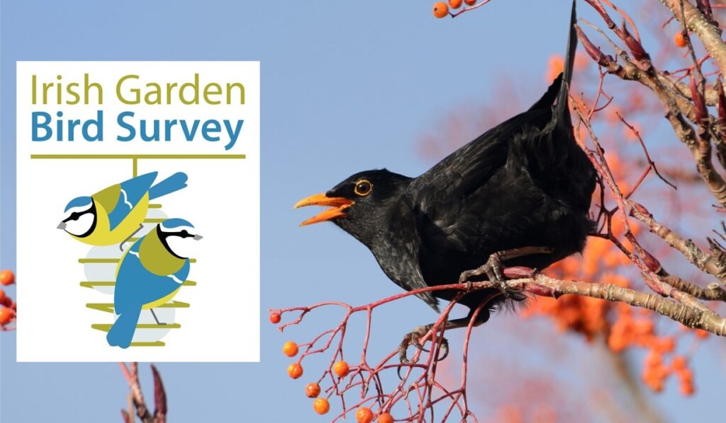 Large influx of Scandinavian finches to Irish gardens last winter. The ...