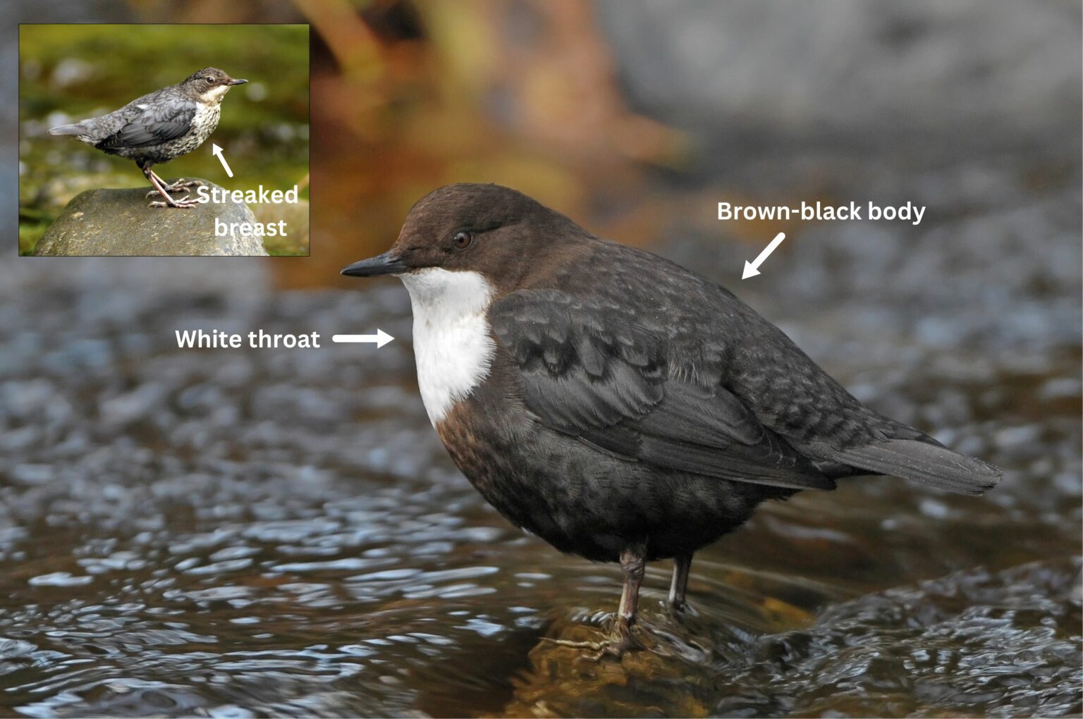 Waterway bird ID guide: waterbird survey 2023 - BirdWatch Ireland