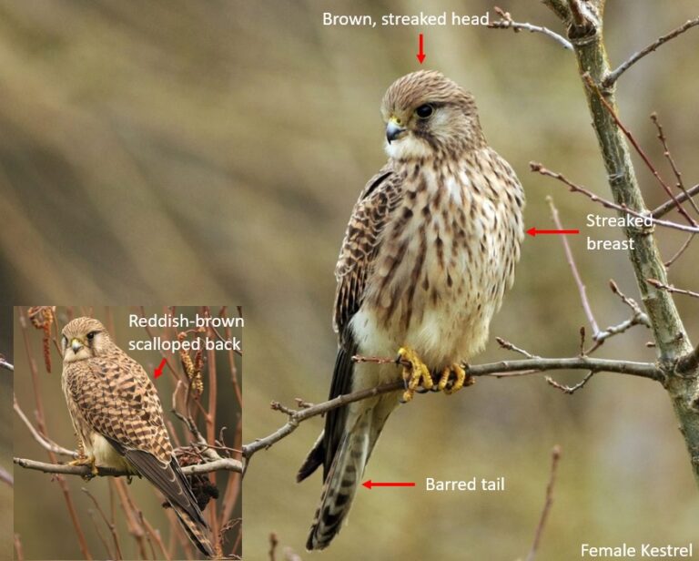 Raptor id guide: Dublin raptor survey 2023 - BirdWatch Ireland
