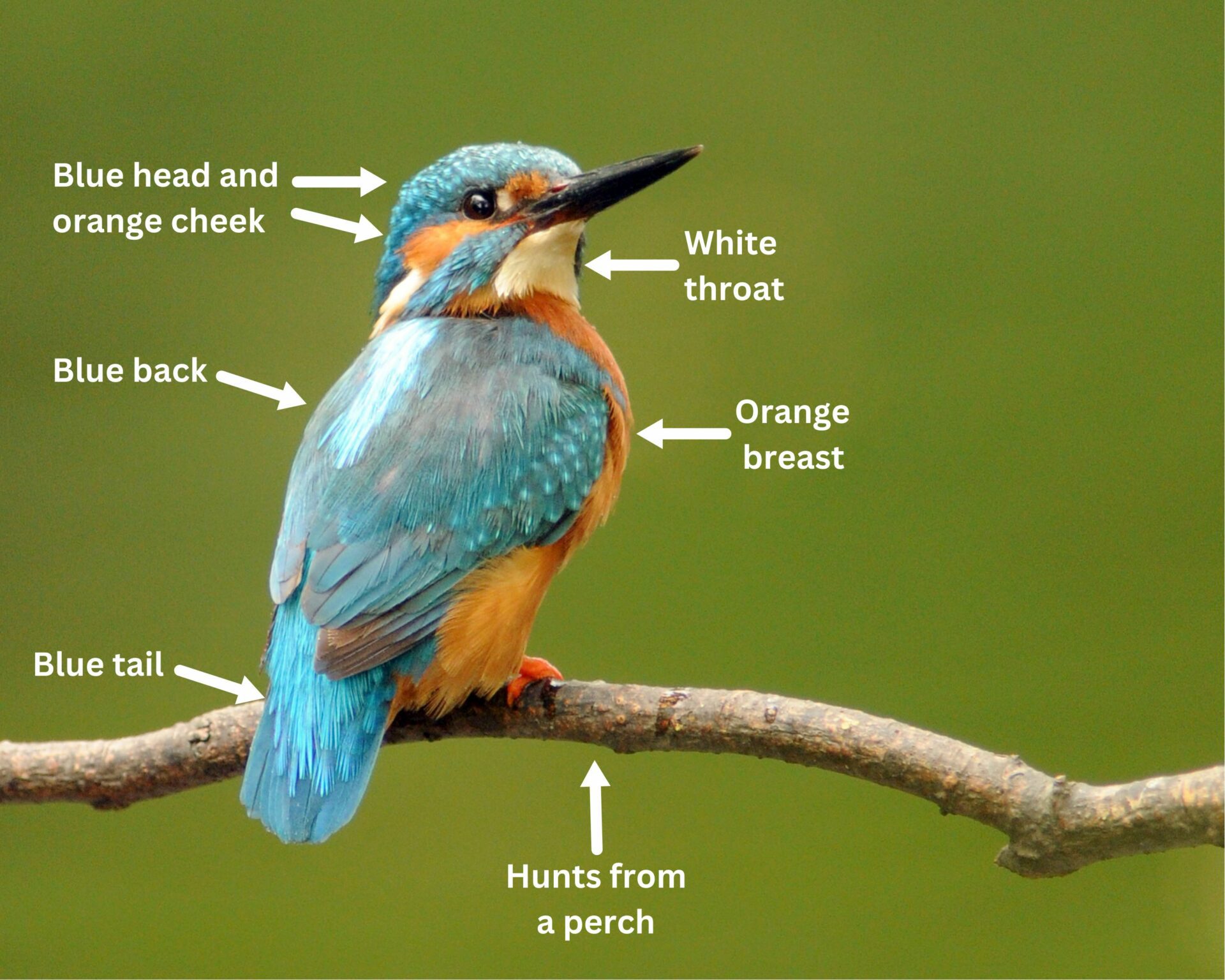 Waterway bird ID guide: waterbird survey 2023 - BirdWatch Ireland