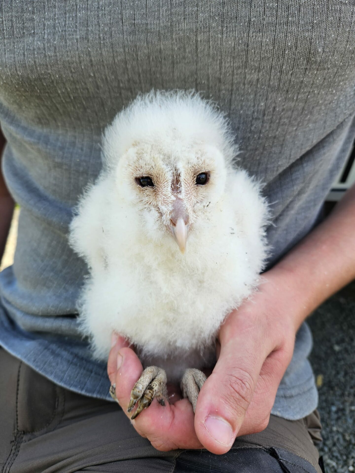 Barn Owl chicks rescued after mother disappears - BirdWatch Ireland