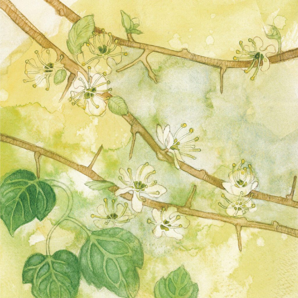 Blackthorn Card by Menagerie Cards - BirdWatch Ireland