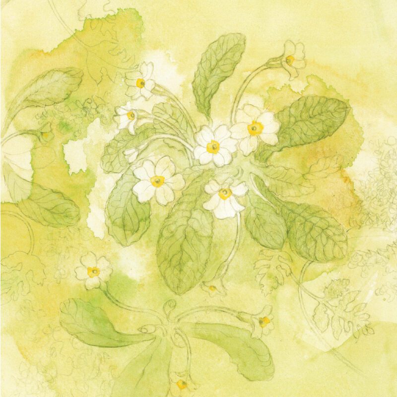 Primrose Card by Menagerie Cards - BirdWatch Ireland