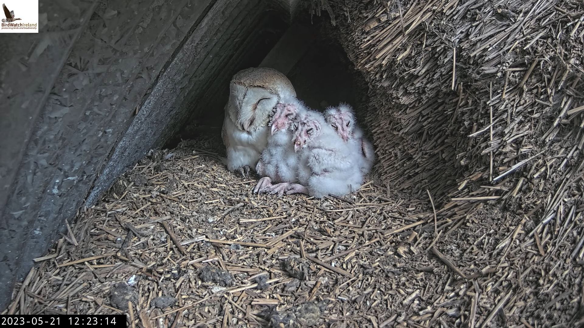Barn Owl chicks rescued after mother disappears - BirdWatch Ireland