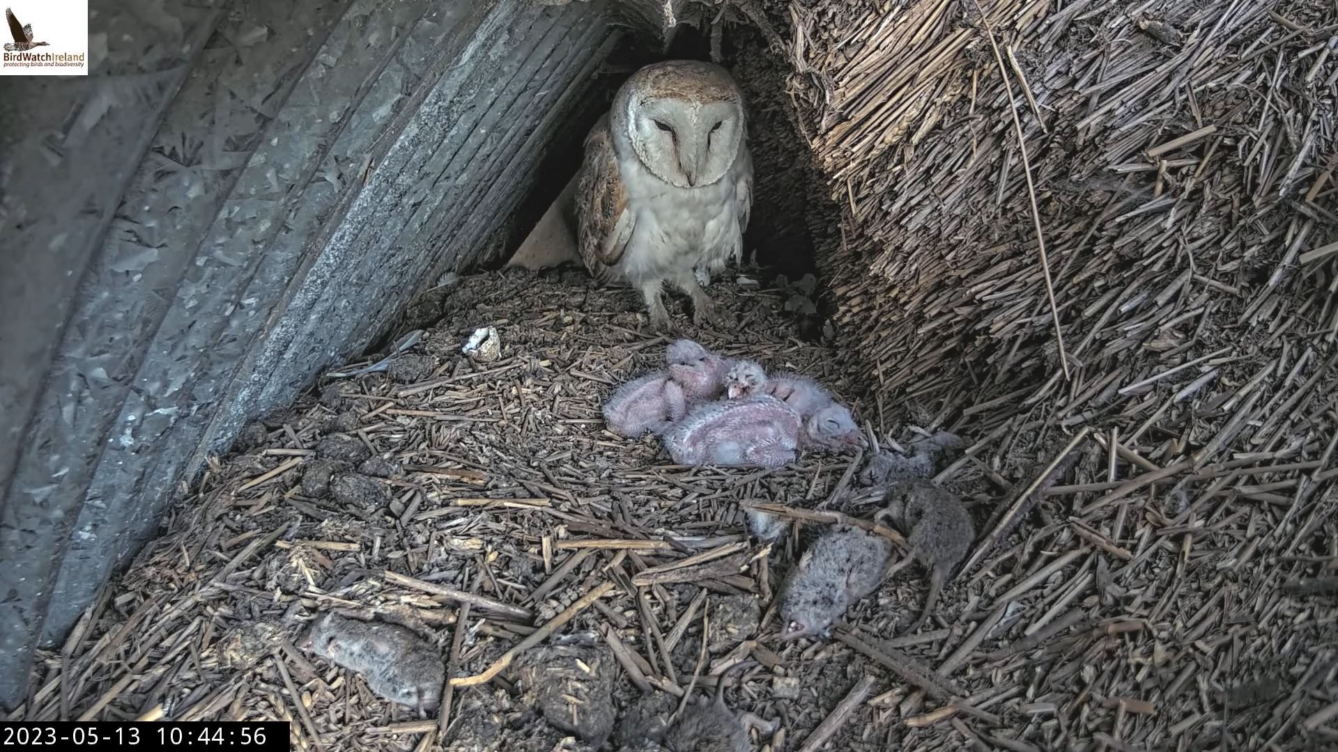 Barn Owl chicks rescued after mother disappears - BirdWatch Ireland