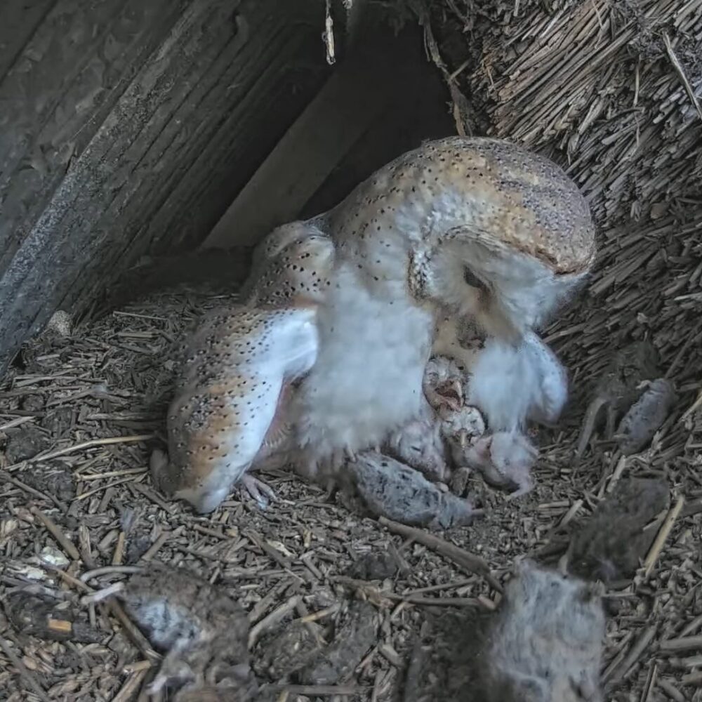 Barn Owl Archives - BirdWatch Ireland