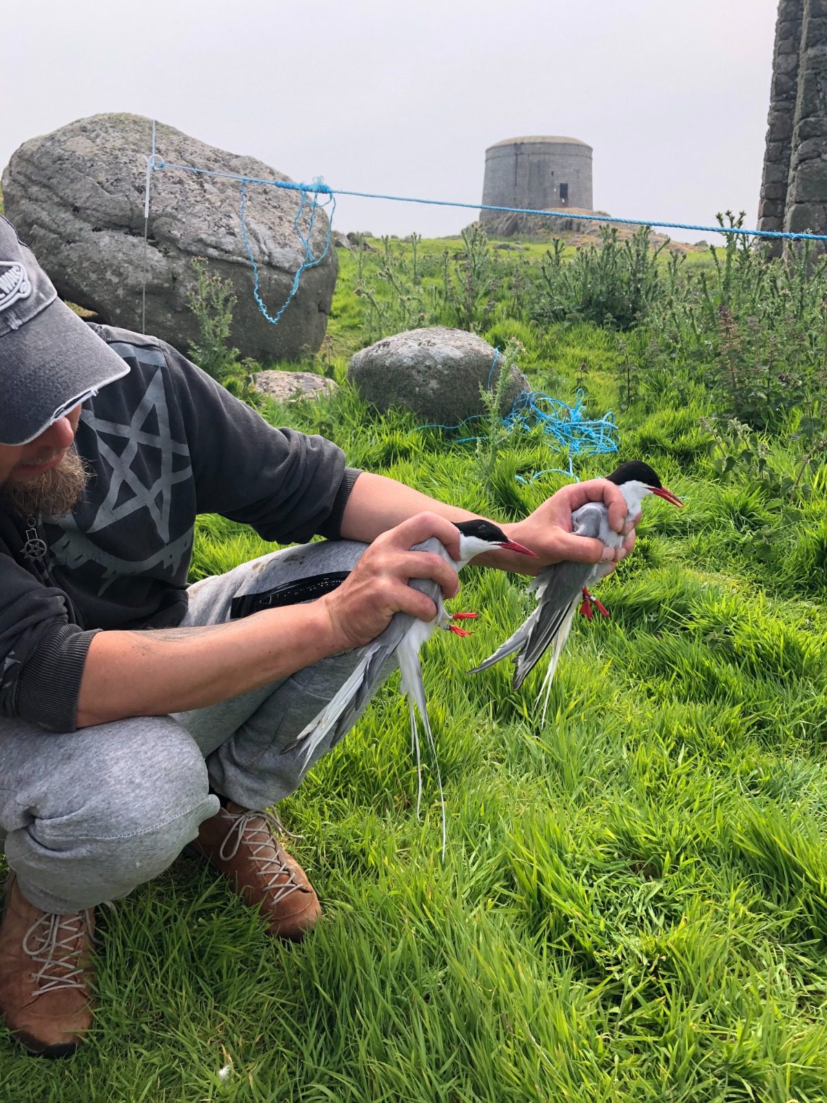 Dalkey Tern Project 2023 Season Update - BirdWatch Ireland Dalkey Tern Project 2023 Season Update - BirdWatch Ireland