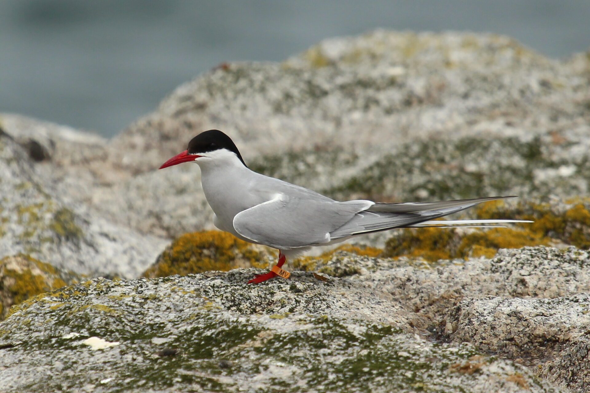 Where are the Dalkey islands Arctic Terns now? - BirdWatch Ireland
