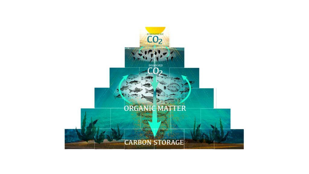 Fish as Carbon Engineers – the role of fish and fisheries management in ...