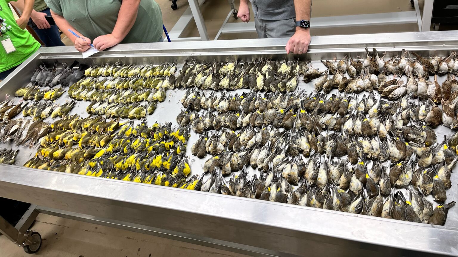 Two worlds collide: the danger of glass structures to birds around the ...