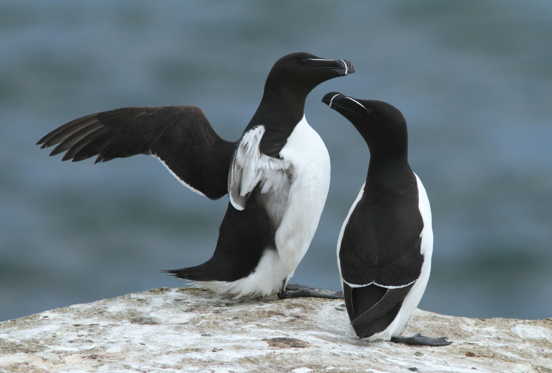 What storms mean for seabirds - BirdWatch Ireland