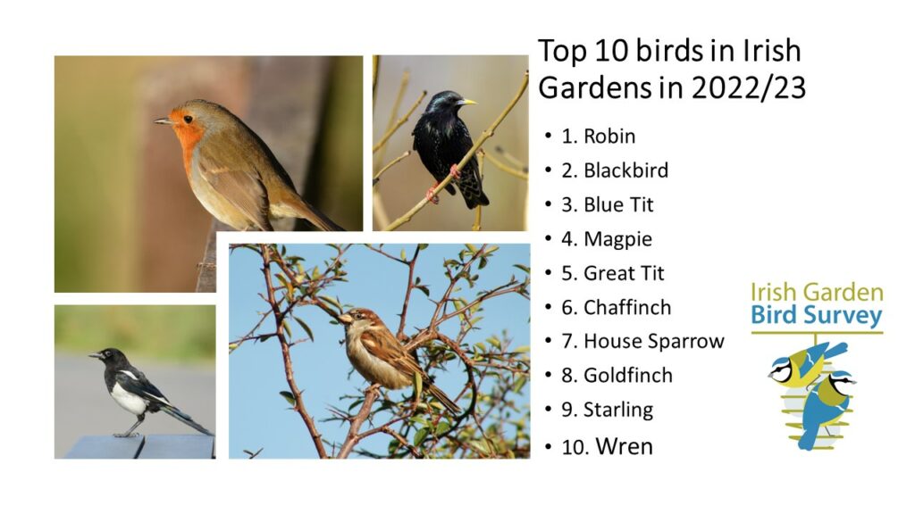35th Irish Garden Bird Survey is ready to take flight - BirdWatch Ireland