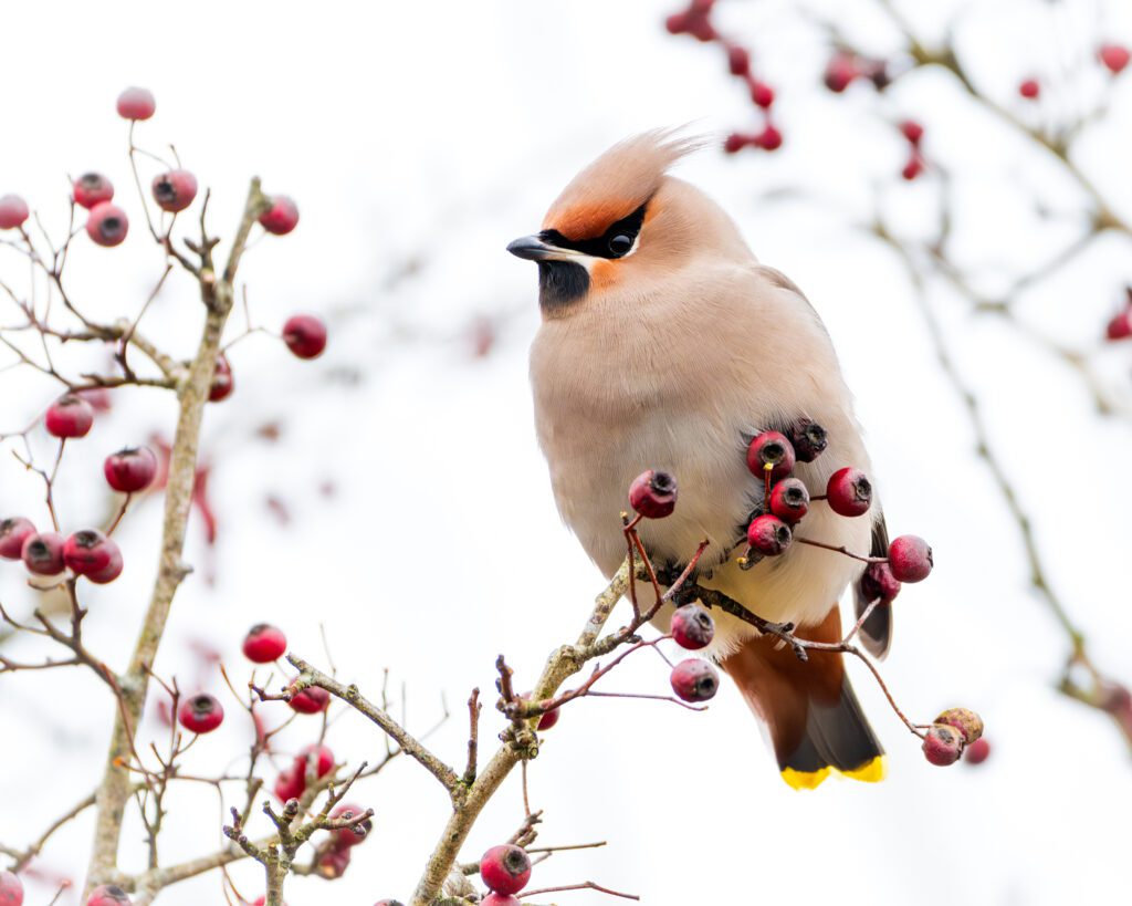 A welcome Waxwing winter - BirdWatch Ireland