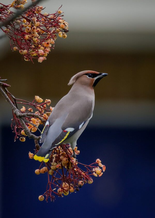 A welcome Waxwing winter - BirdWatch Ireland