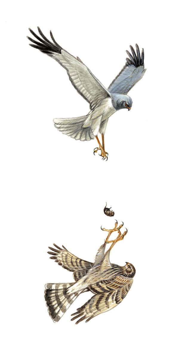 How to Know when Birds are Breeding - BirdWatch Ireland