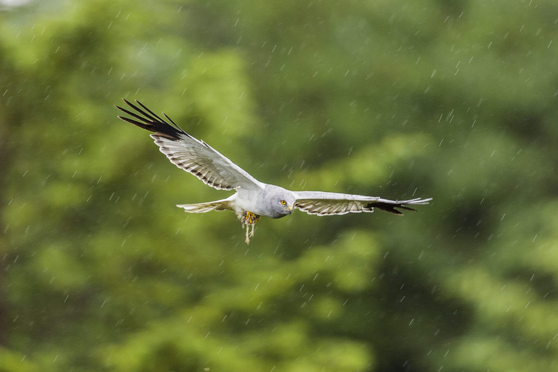 Nesting Season 101 – Hedge-cutting and the Law - BirdWatch Ireland