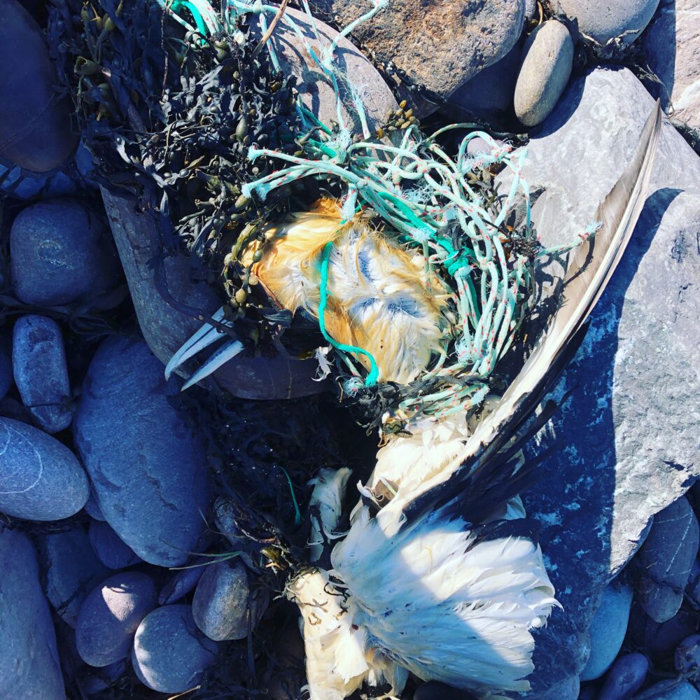 How plastics threaten seabird habitats and survival - BirdWatch Ireland