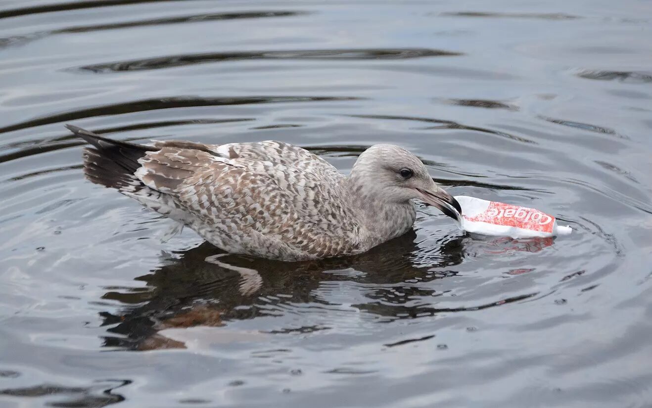 How plastics threaten seabird habitats and survival - BirdWatch Ireland