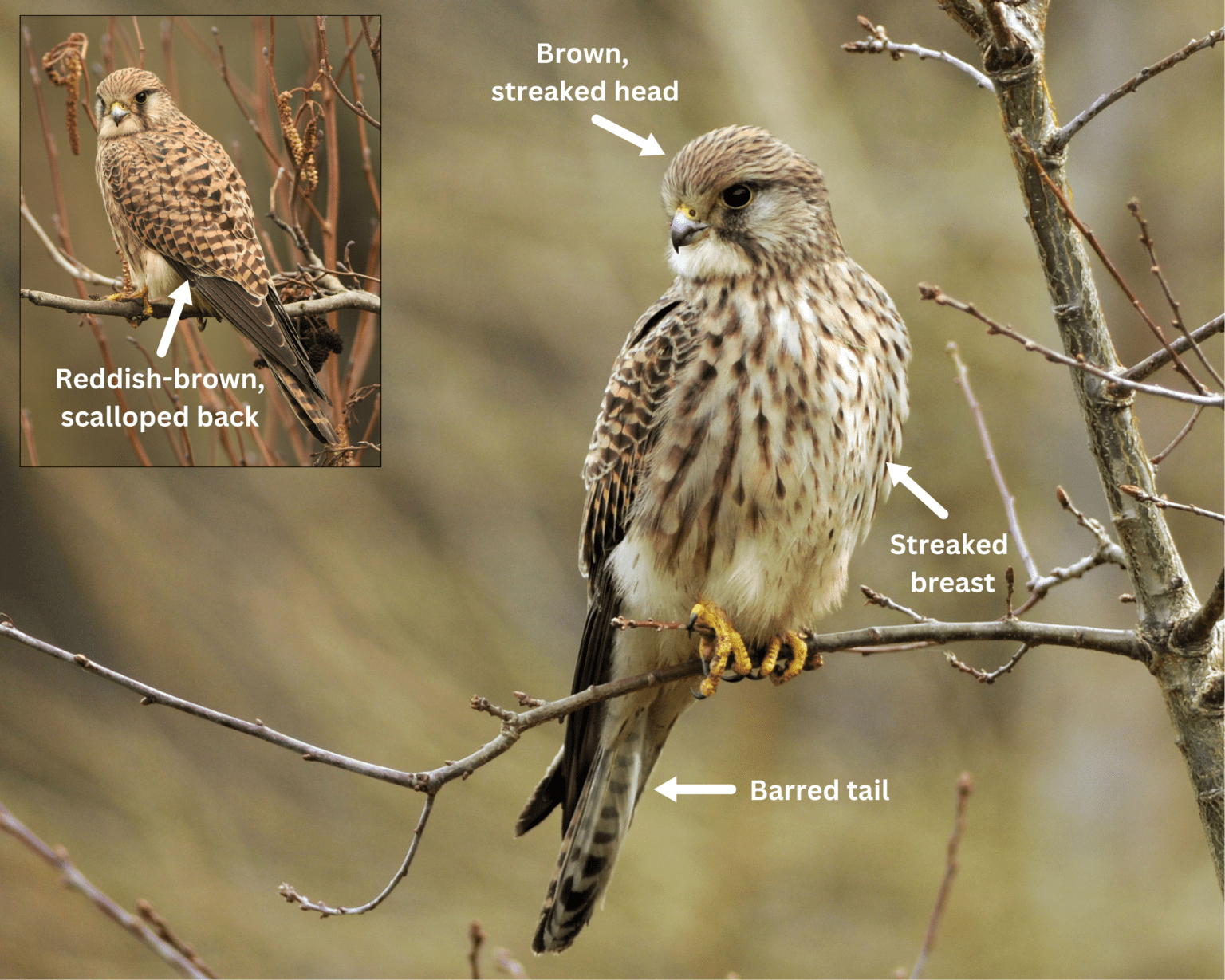 A guide to identifying raptors - Dublin City Raptor Survey - BirdWatch ...