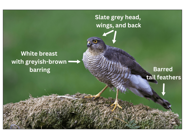 A guide to identifying raptors - Dublin City Raptor Survey - BirdWatch ...