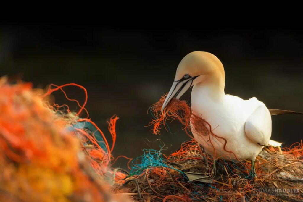 How plastics threaten seabird habitats and survival - BirdWatch Ireland