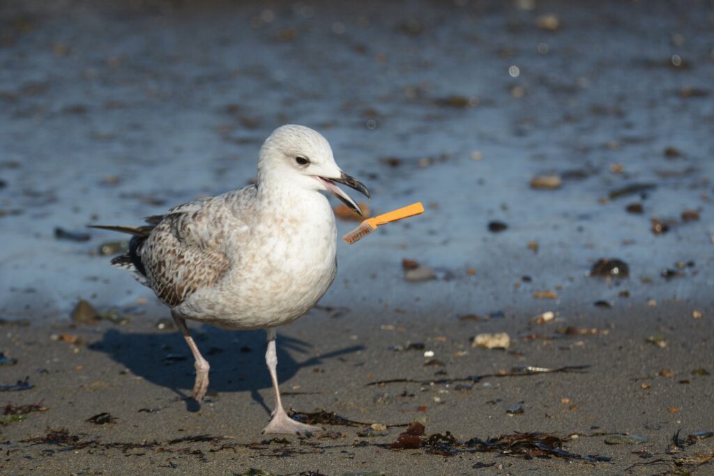 How plastics threaten seabird habitats and survival - BirdWatch Ireland