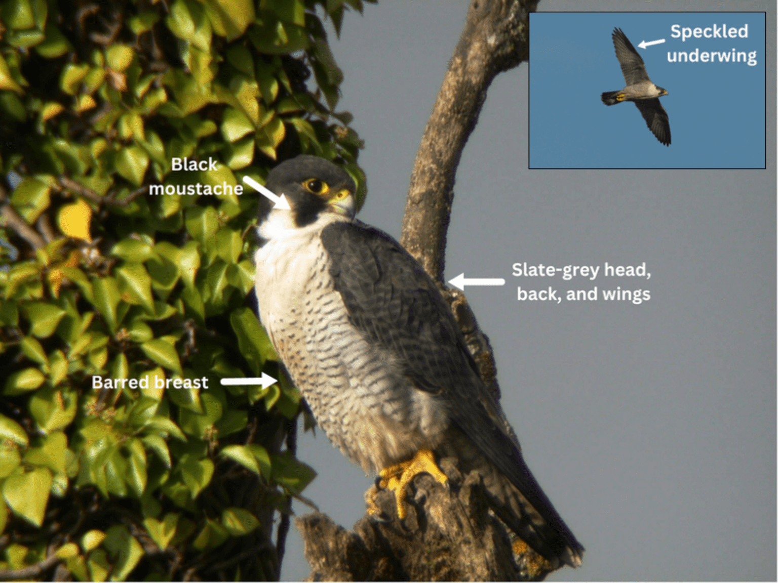 A guide to identifying raptors - Dublin City Raptor Survey - BirdWatch ...