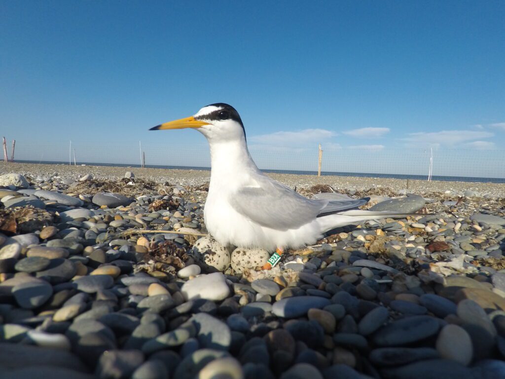 Highs and Lows for Kilcoole Little Terns in 2024 - BirdWatch Ireland