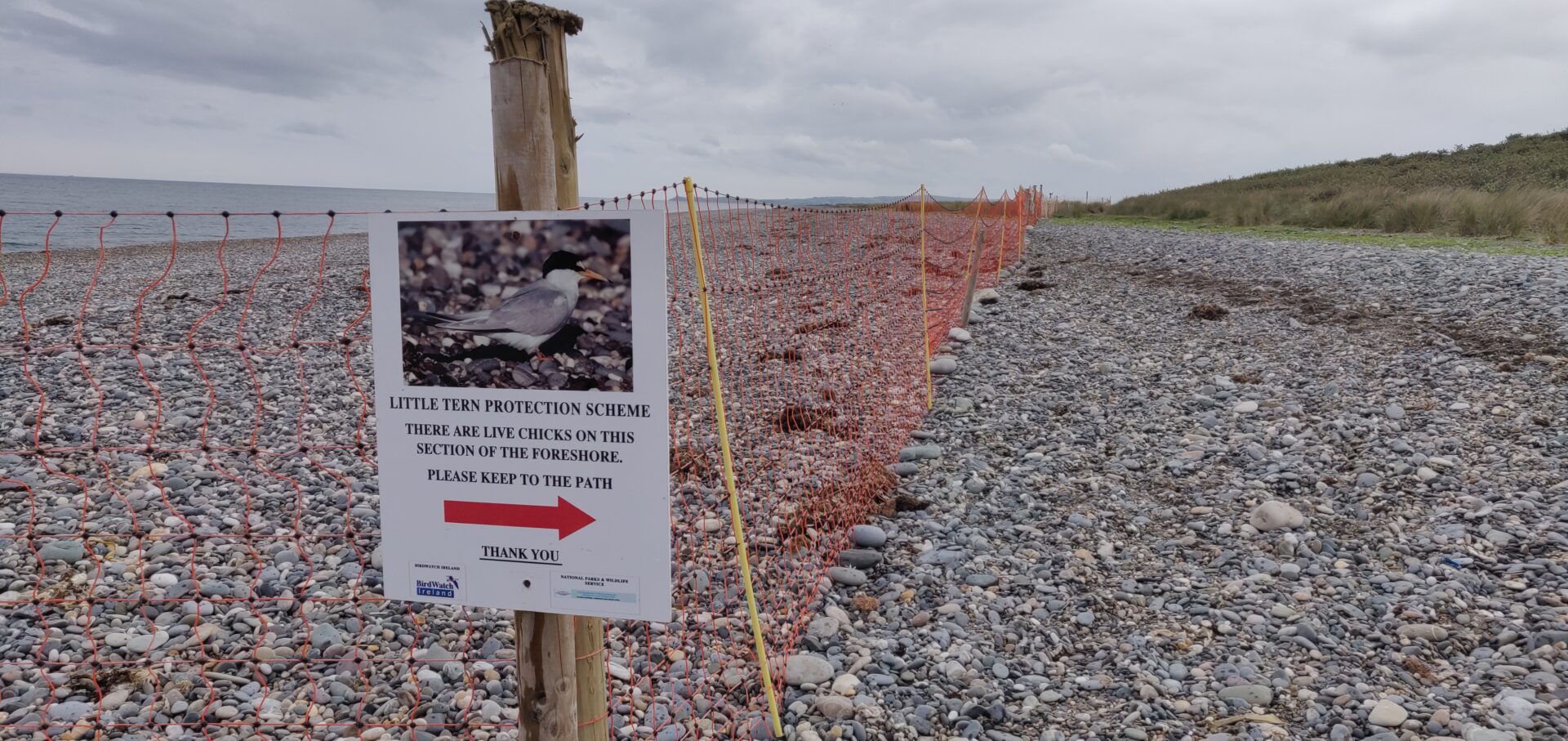 Highs and Lows for Kilcoole Little Terns in 2024 - BirdWatch Ireland