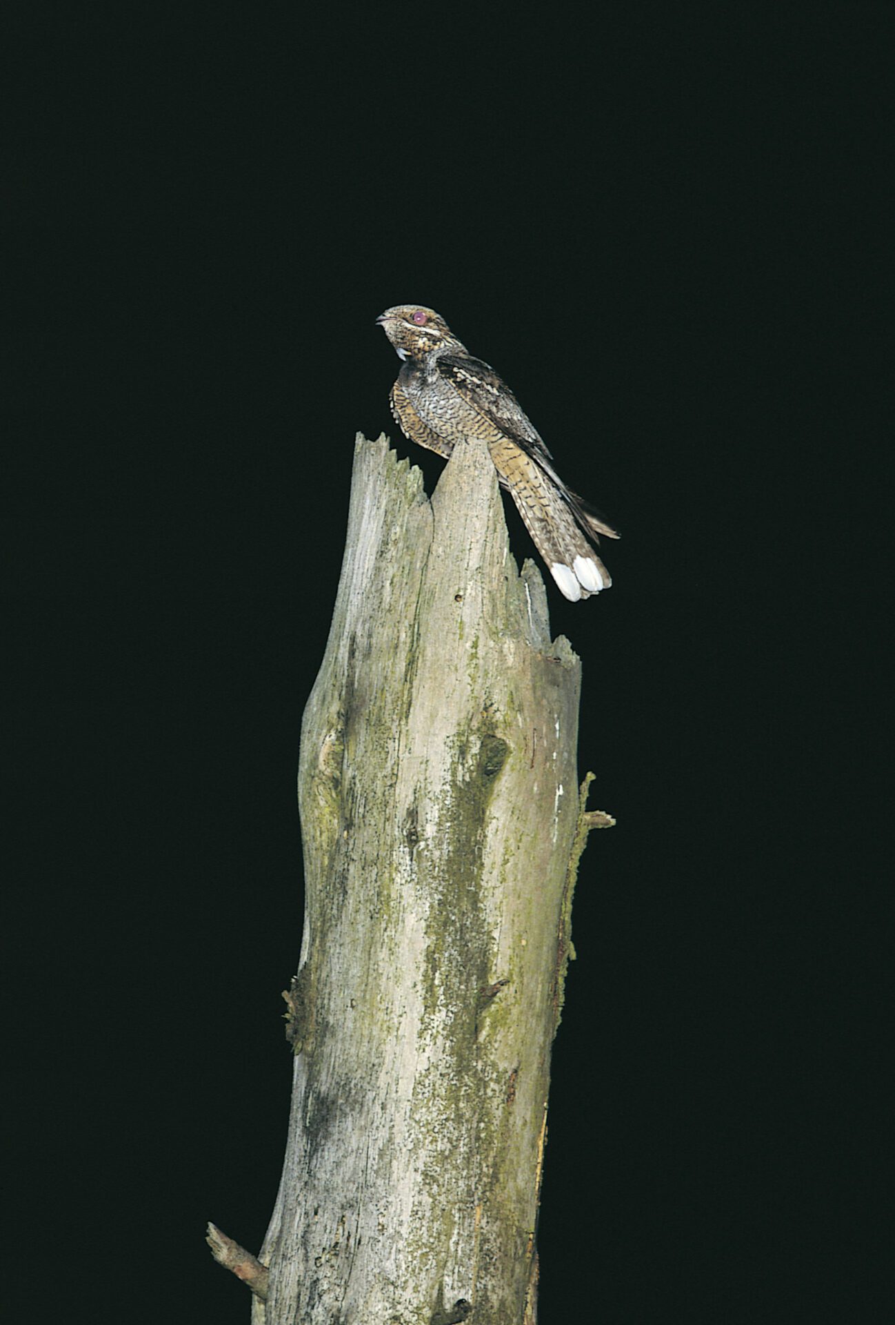Nightjar confirmed to be breeding in the south-east - BirdWatch Ireland