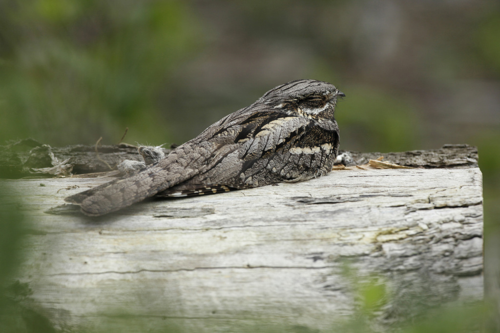 Nightjar confirmed to be breeding in the south-east - BirdWatch Ireland