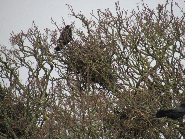 Do Rooks nest in your CBS square? Dr. Fionn Ó Marcaigh - BirdWatch Ireland