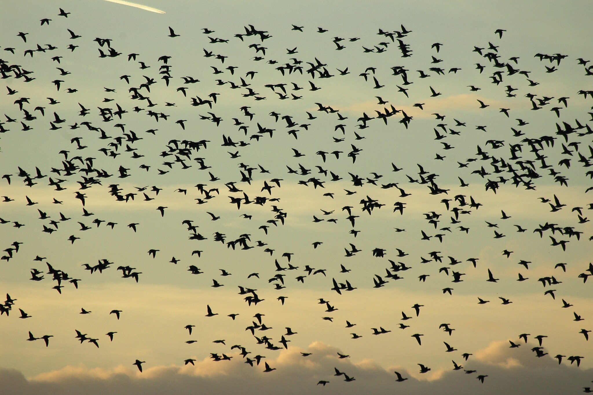 Help Make Ireland’s Nature Restoration Plan Better for Birds ...