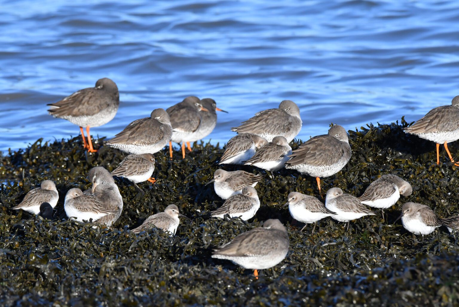 Estuaries and Intertidal Habitat - BirdWatch Ireland